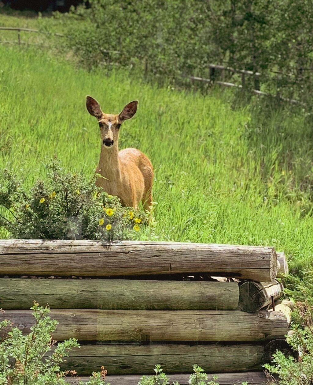 Discover a Private Wilderness Retreat | Eden Wilds in the Rockies